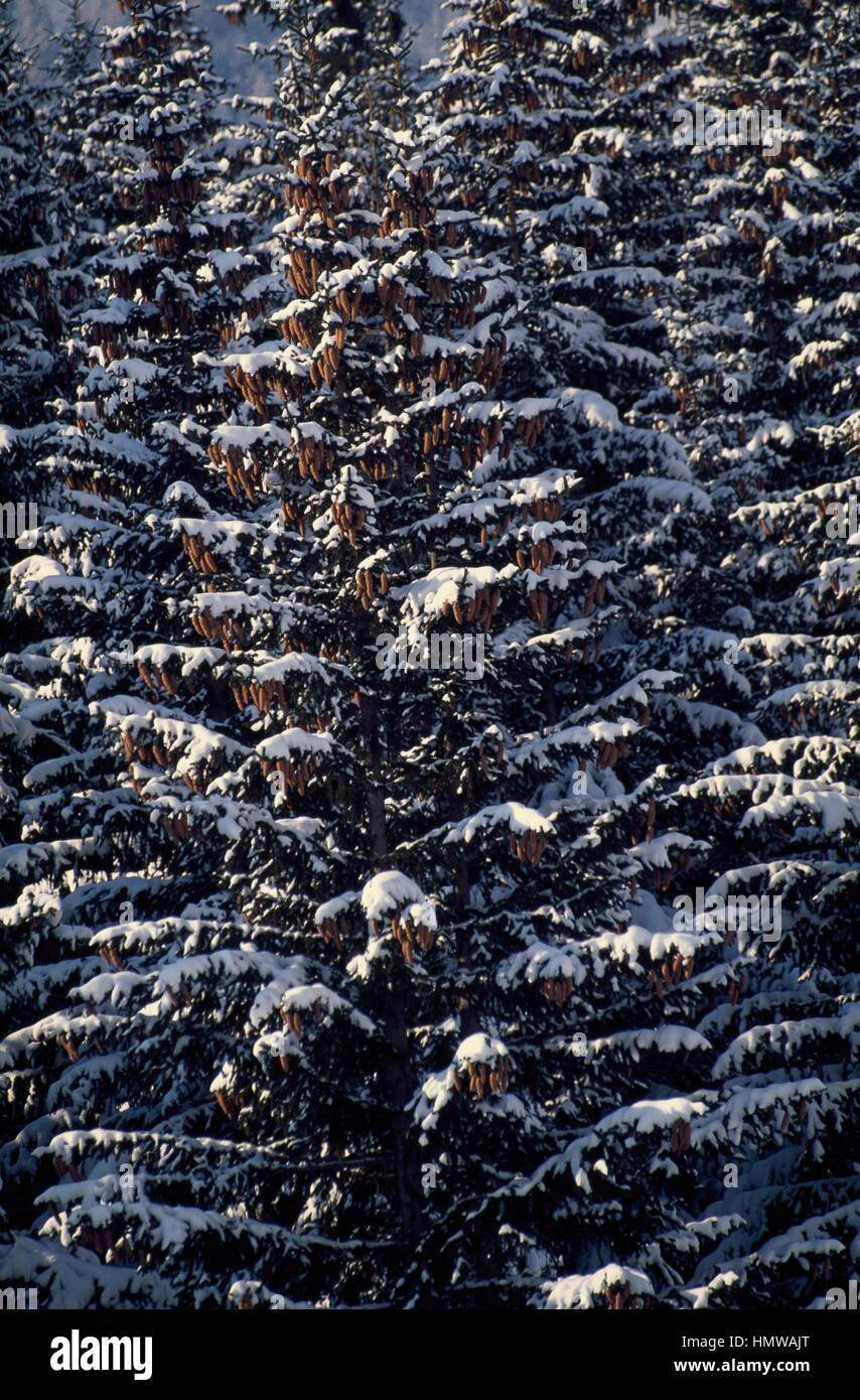 Snowy specimens of European Spruce (Picea abies), Pinaceae Stock Photo ...