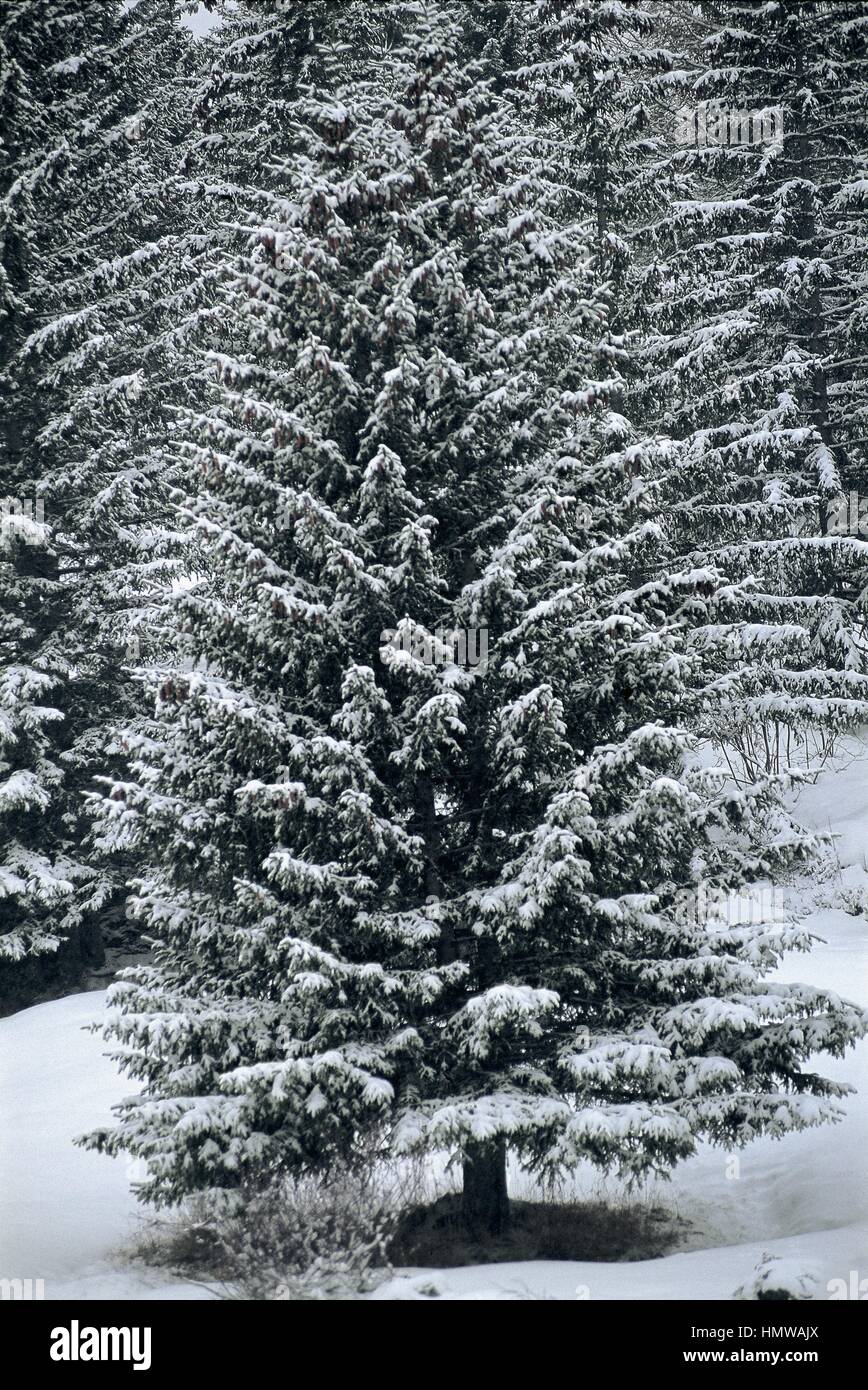 Botany - Trees - Pinaceae. Norway spruce (Picea abies Stock Photo - Alamy