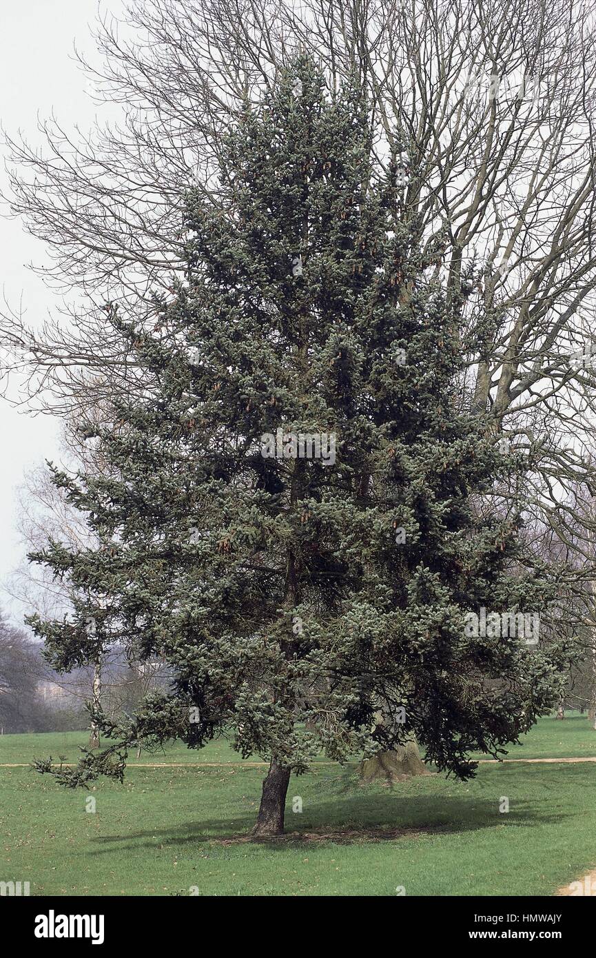 Botany - Trees - Pinaceae. Dragon spruce (Picea asperata Stock Photo ...