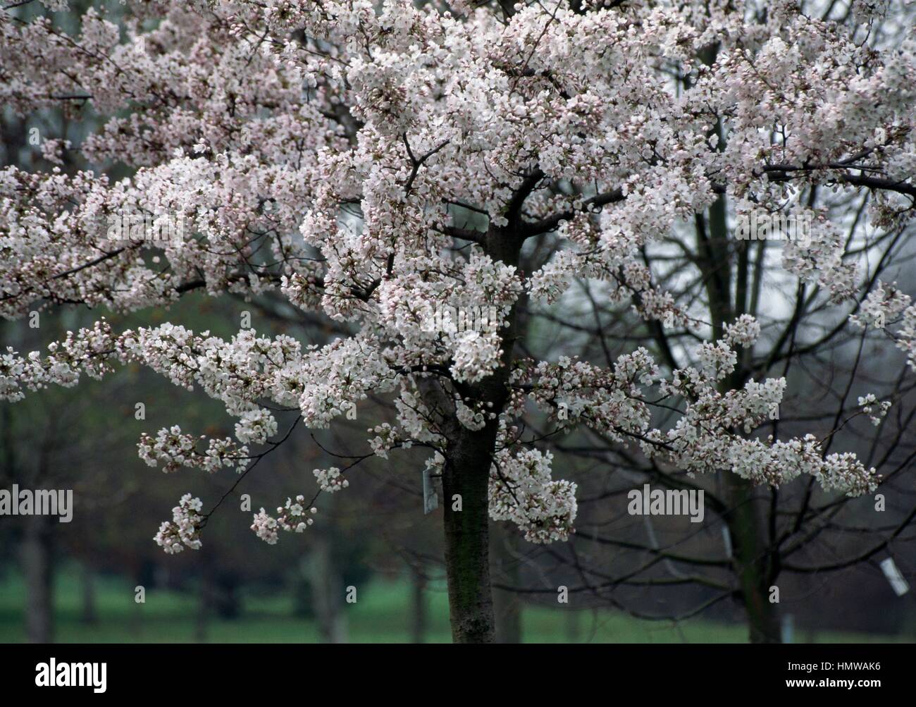 Prunus x yedoensis in bloom, Rosaceae Stock Photo - Alamy