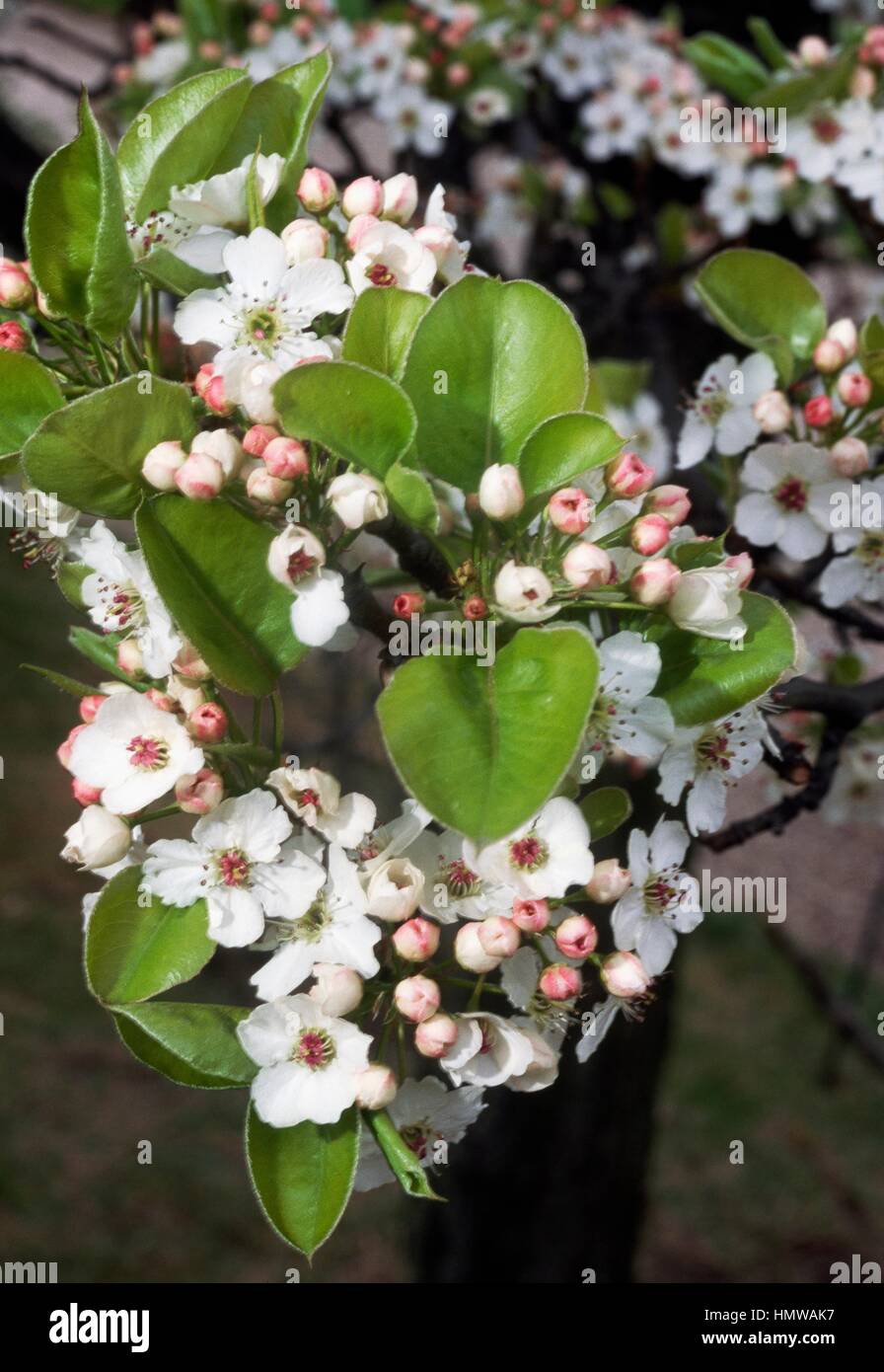 Bradford Pear tree or Callery Pear tree flowers (Pyrus calleryana ...