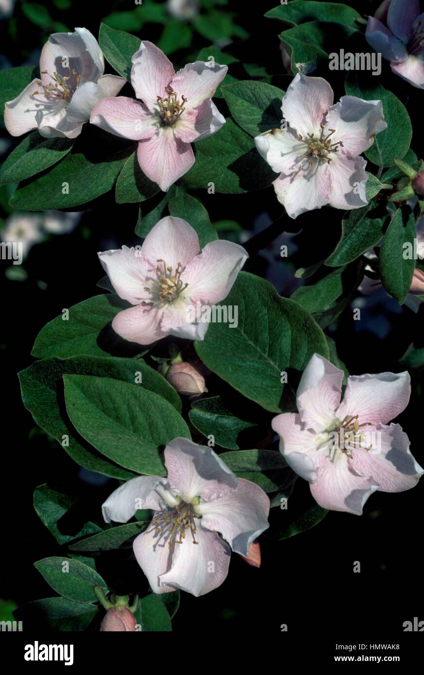 Quince blossom cydonia oblonga hi-res stock photography and images - Alamy