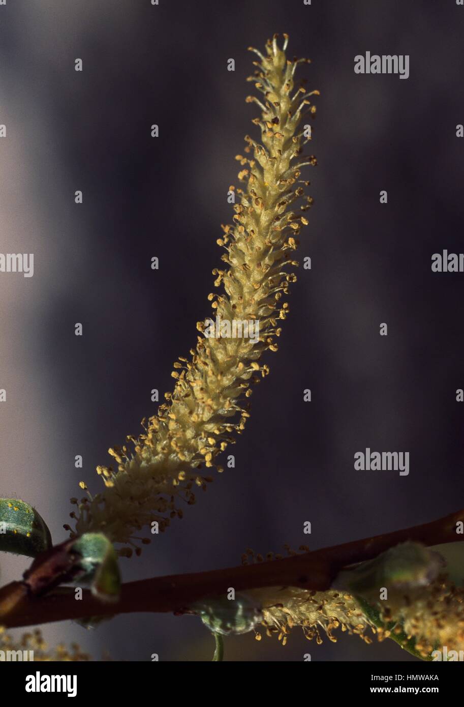 Inflorescence willow salix babylonica hi-res stock photography and images - Alamy