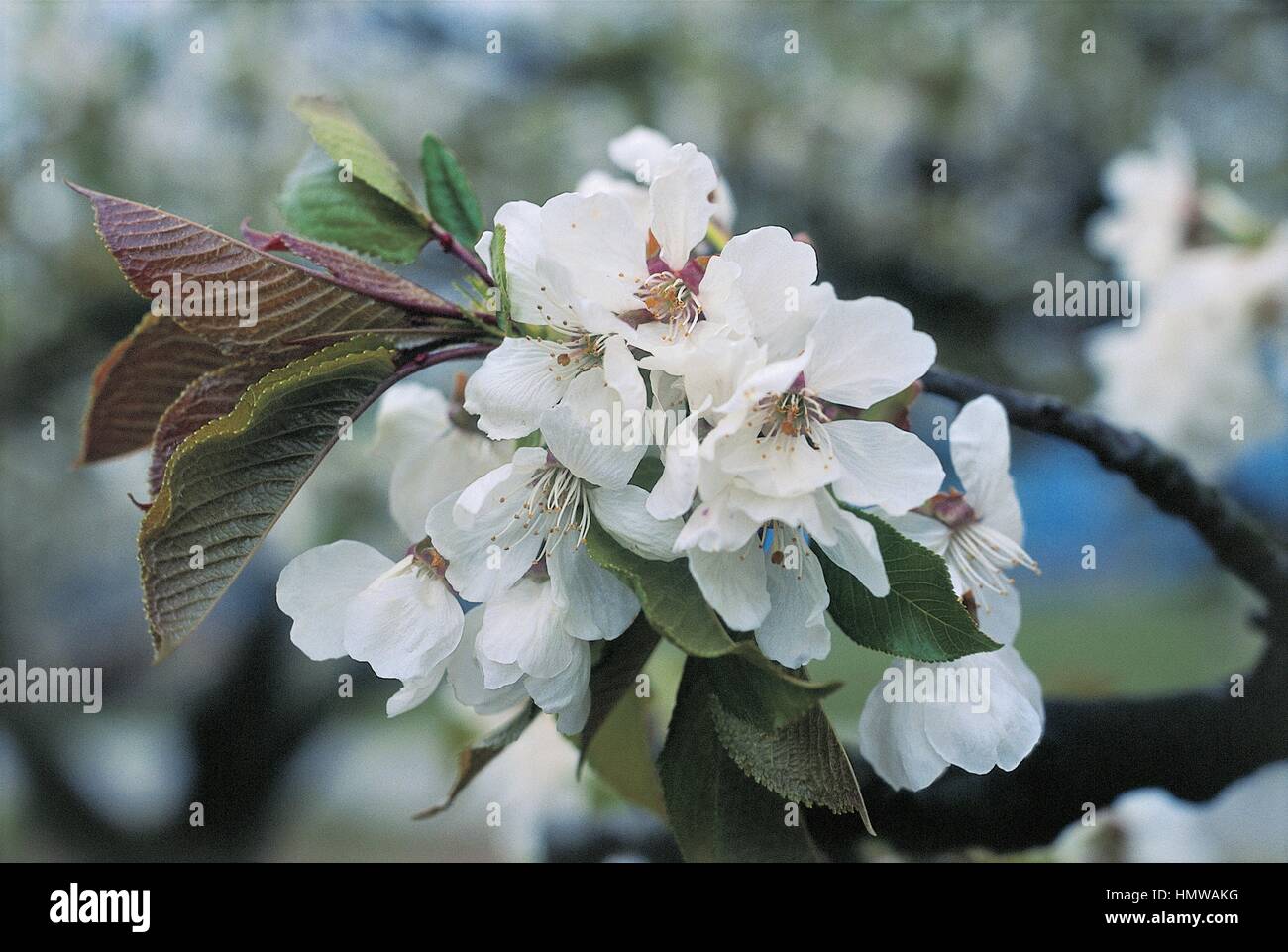 Botany - Trees - Rosaceae. Sour cherry (Prunus cerasus). Flowers Stock ...