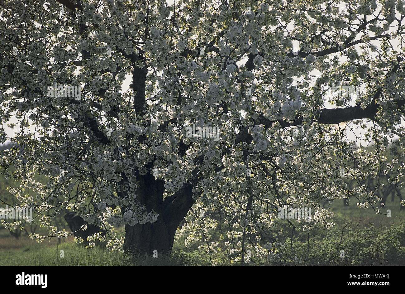 Sour cherry cerasus vulgaris or prunus cerasus hi-res stock photography ...