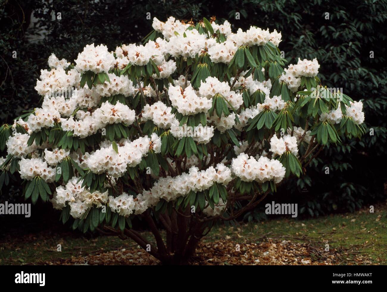 Rhododendron (Rhododendron calophytum), Ericaceae Stock Photo - Alamy