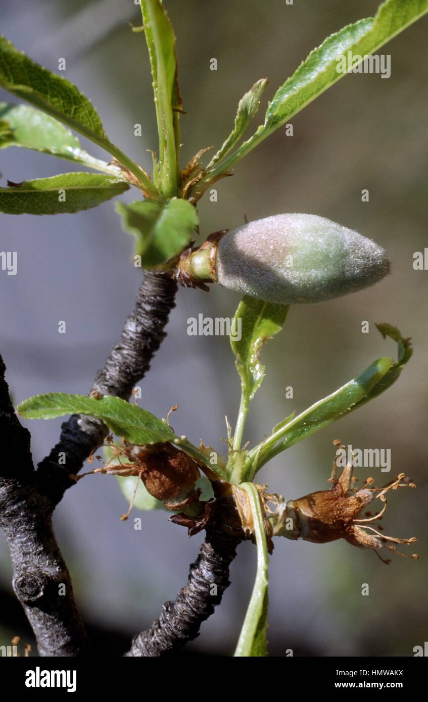 Almond (Prunus amygdalus or Prunus dulcis), Rosaceae Stock Photo - Alamy
