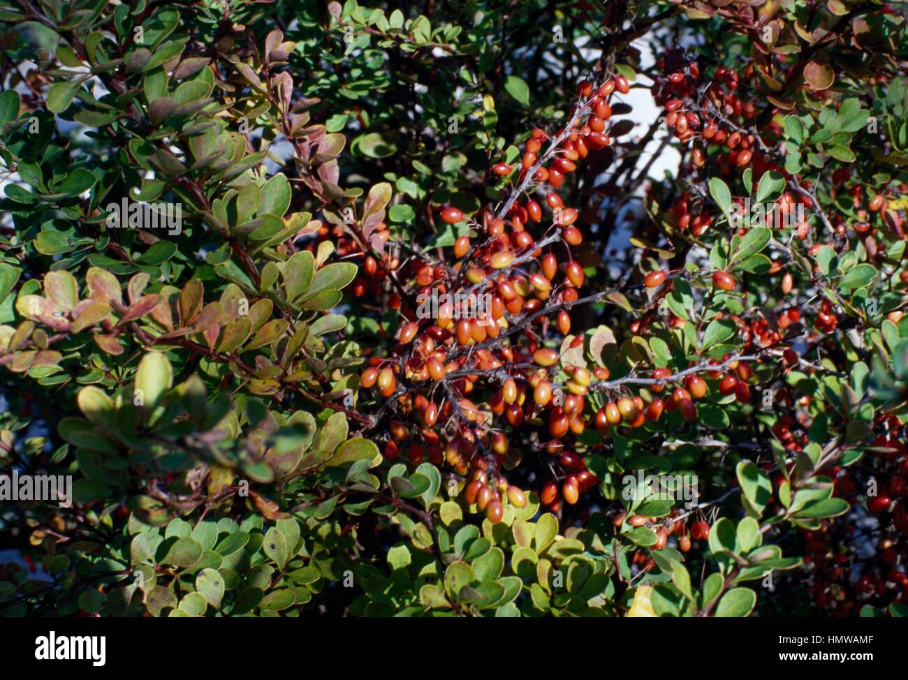 European Barberry (Berberis vulgaris), Berberidaceae Stock Photo - Alamy