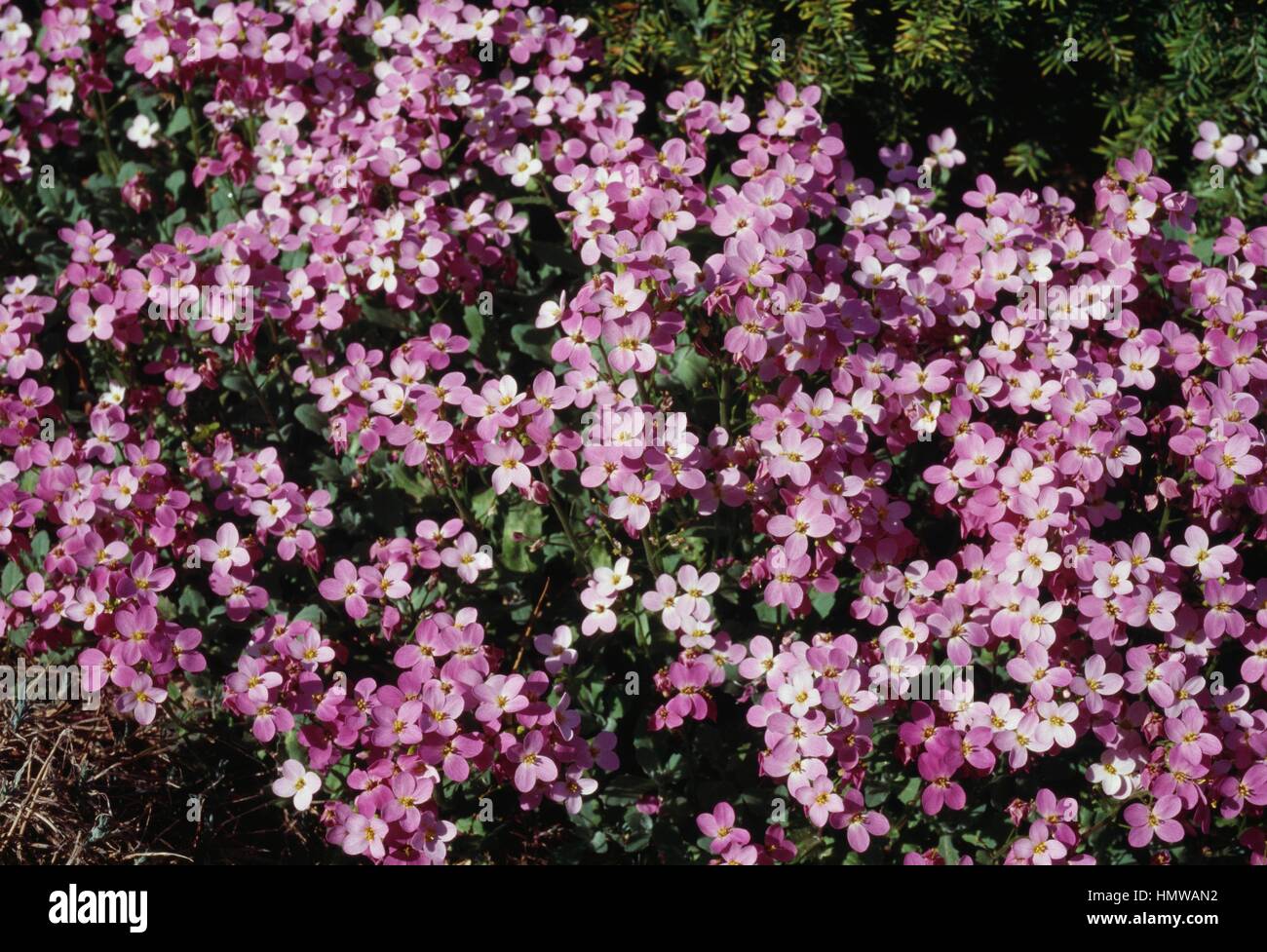 Arabis alpina snowcap hi-res stock photography and images - Alamy