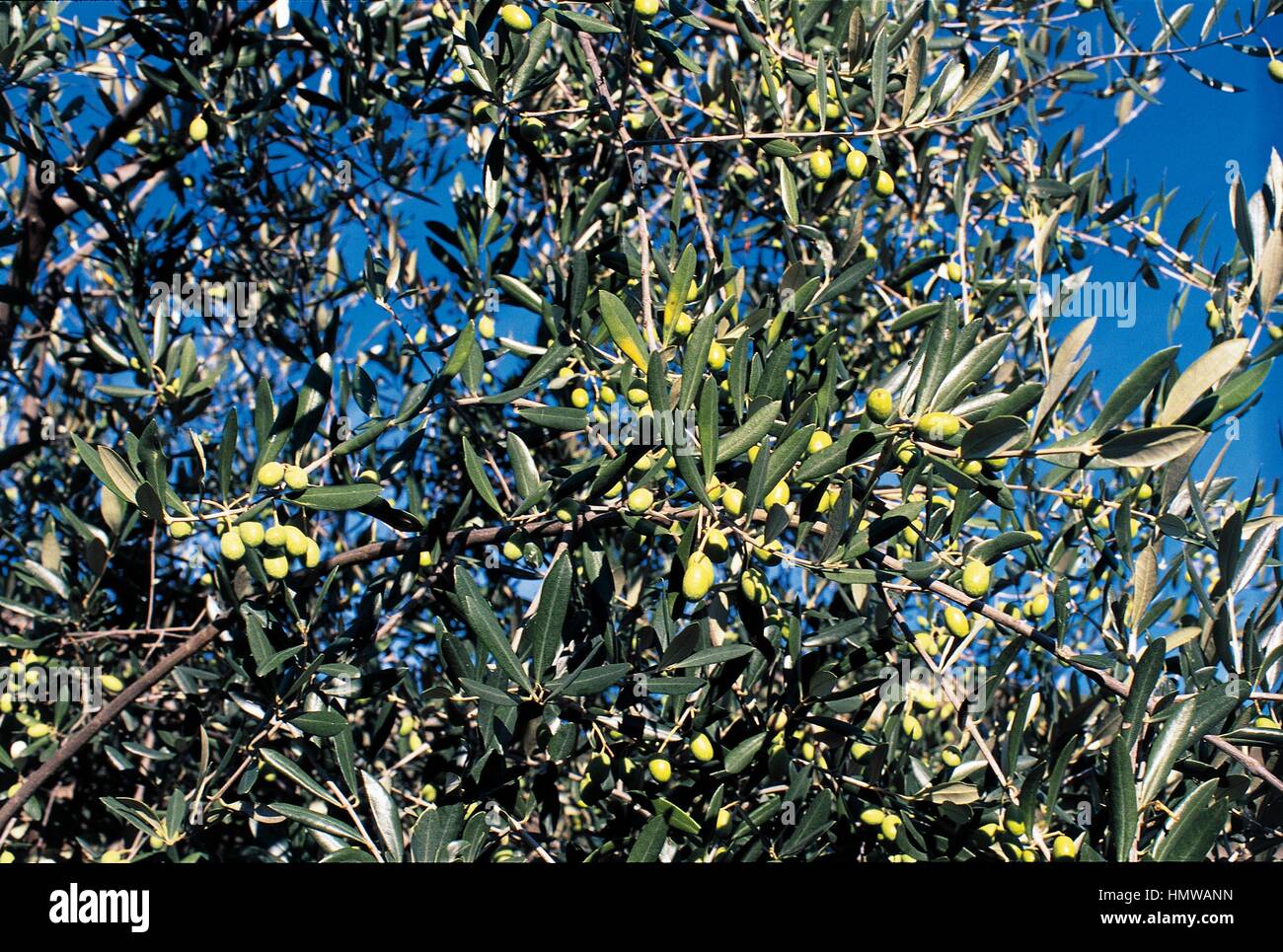 Olive tree olea europaea branches hi-res stock photography and images ...