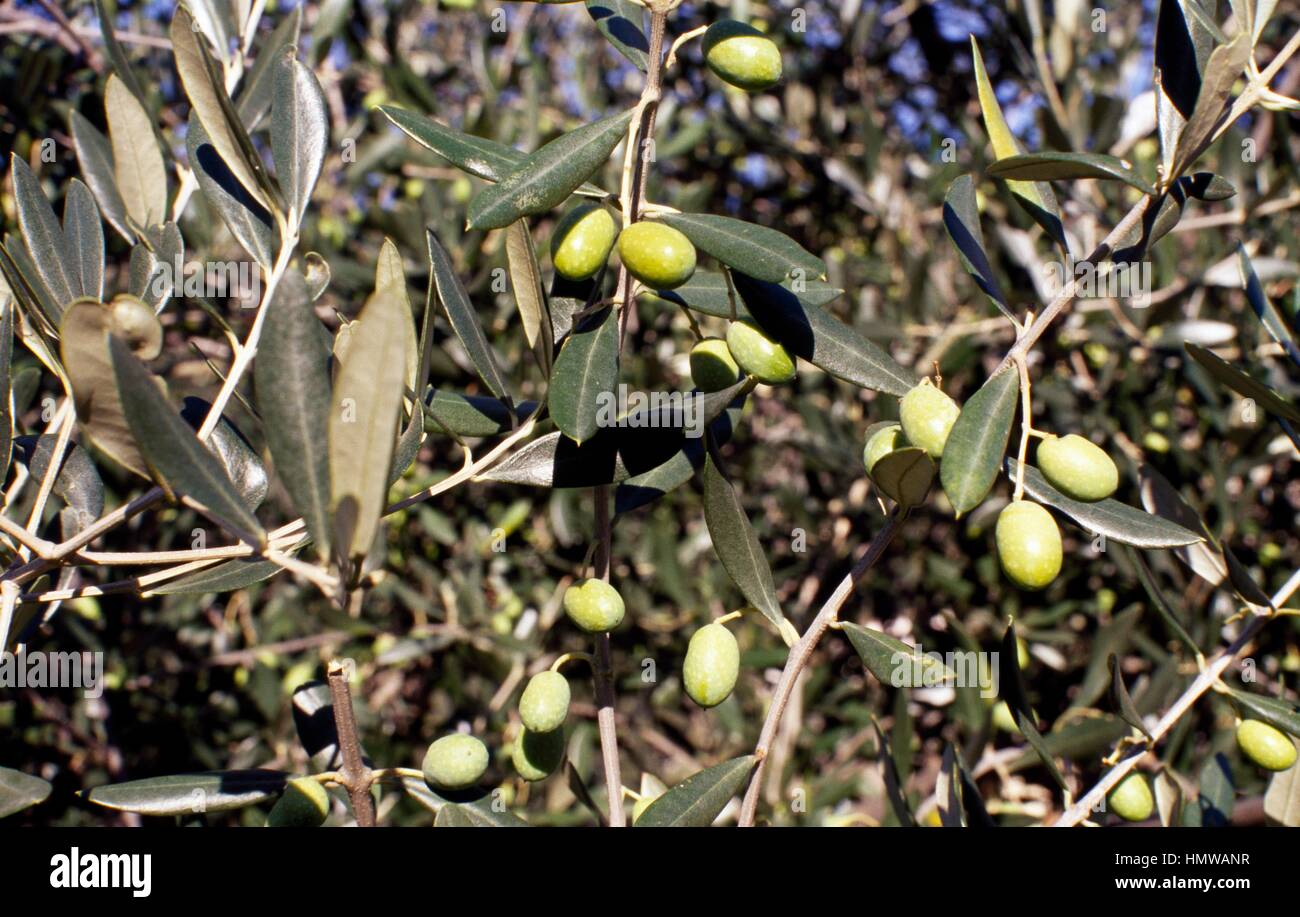 Leaves and fruits of Olive (Olea europaea), Oleaceae Stock Photo - Alamy
