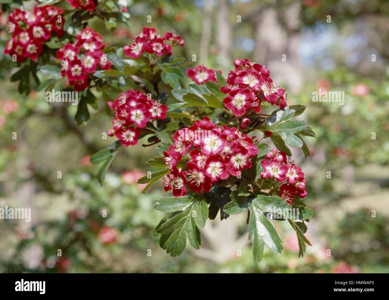 Hawthorn crimson cloud hi-res stock photography and images - Alamy