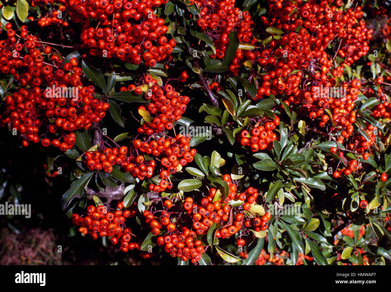 Pyracanth or Firethorn (Pyrachanta coccinea), Rosaceae Stock Photo - Alamy