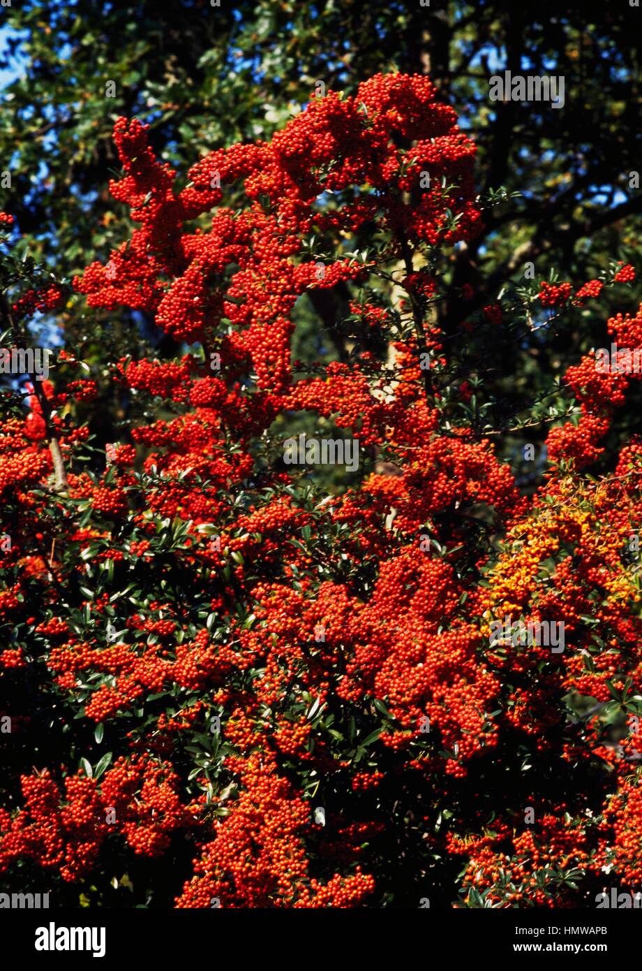 Pyracantha atalantioides hi-res stock photography and images - Alamy