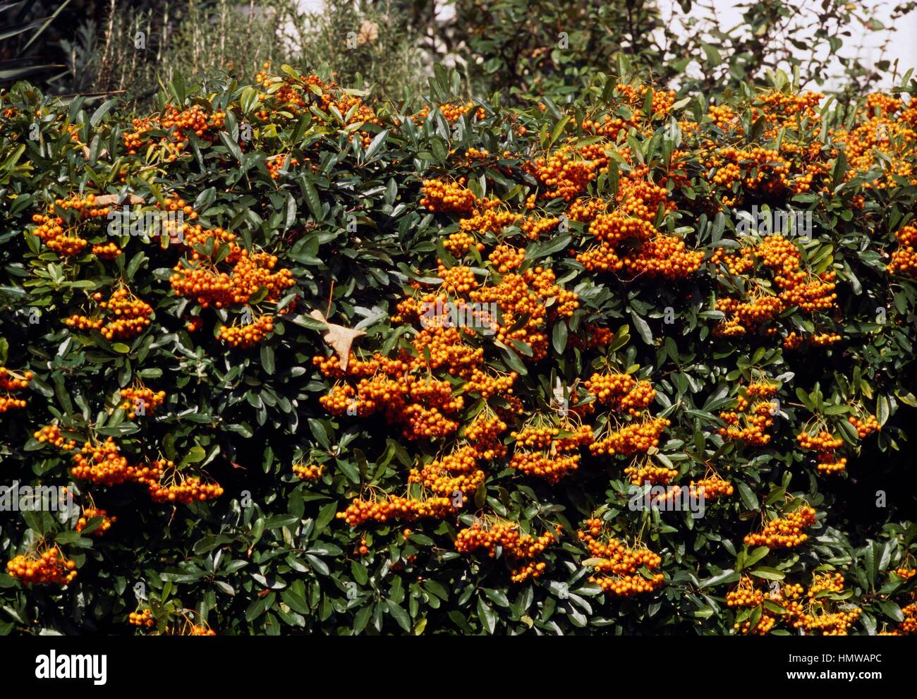 Pyracanth hi-res stock photography and images - Alamy