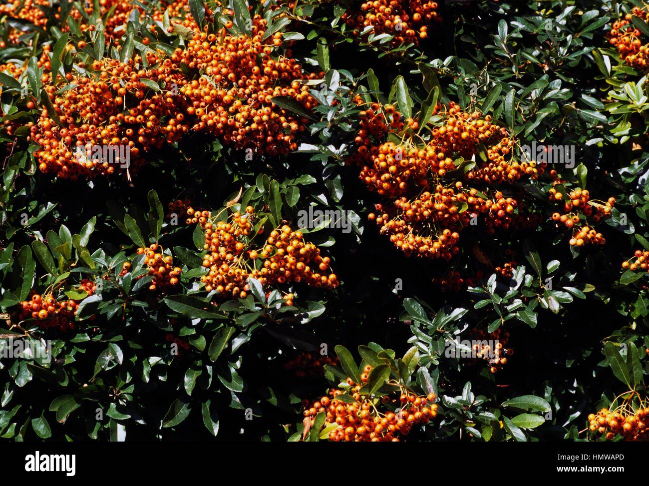 Pyracanth or Firethorn (Pyrachanta sp), Rosaceae Stock Photo - Alamy
