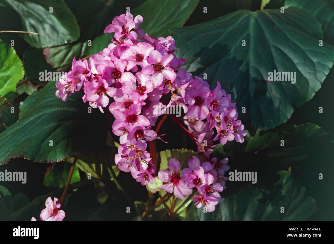 Heartleaf bergenia flowers (Bergenia crassifolia), Saxifragaceae Stock ...
