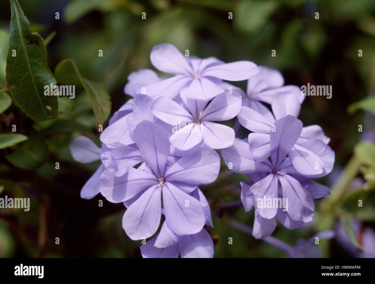 Cape leadwort or Cape plumbago (Plumbago auriculata), Plumbaginaceae ...