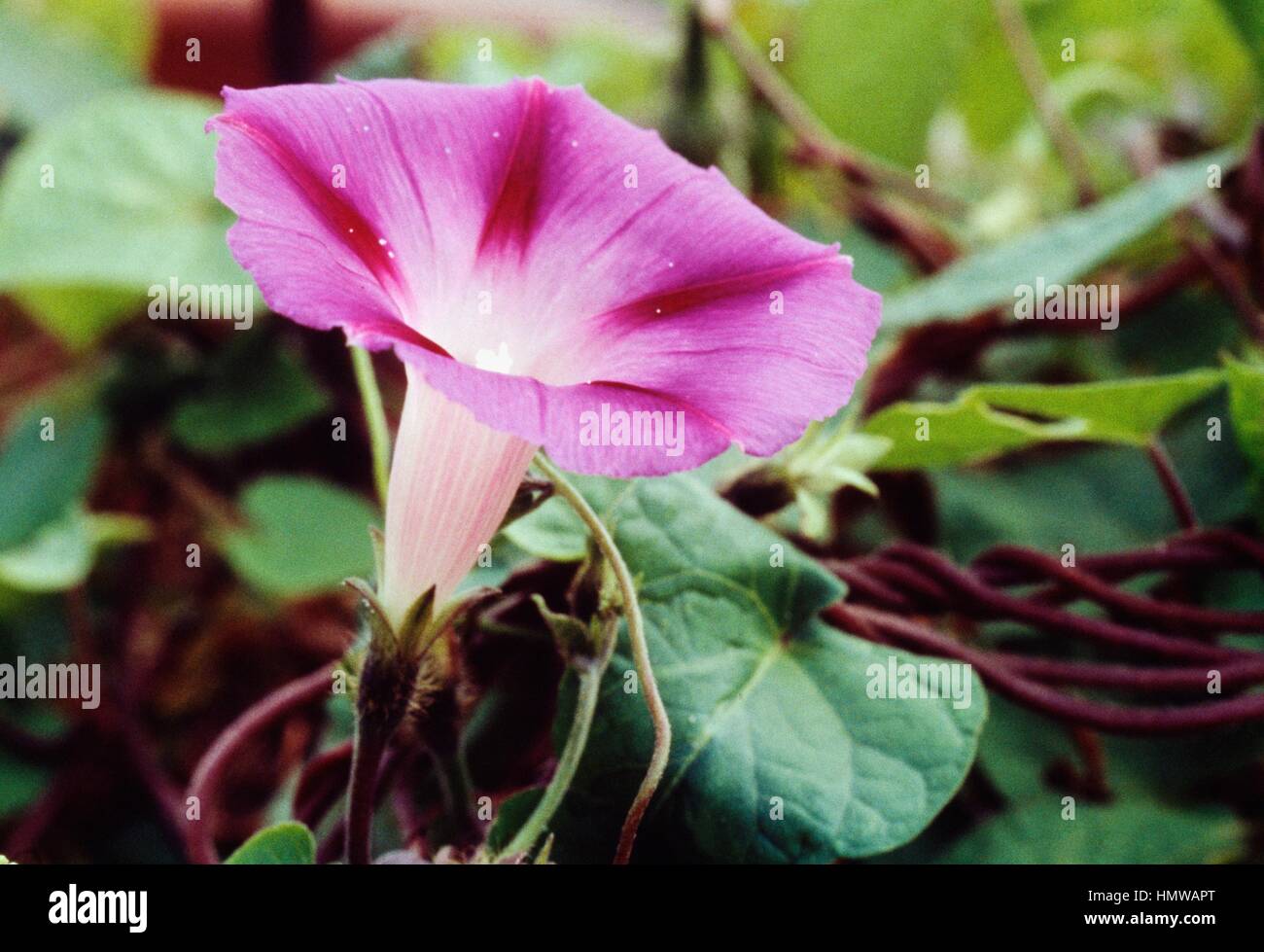 Common morning glory (Ipomoea purpurea), Convolvulaceae Stock Photo - Alamy