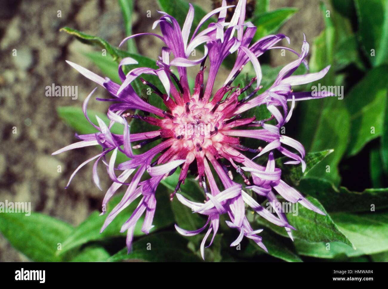 Perennial cornflower, mountain cornflower or bachelor's button (Cyanus ...