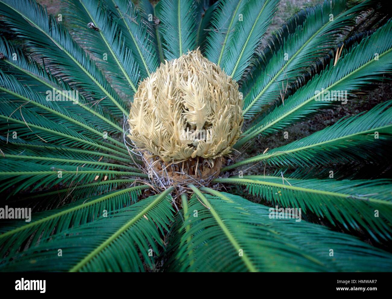 Leaves and cone of Cycas (Cycas sp), Cicadacee Stock Photo - Alamy
