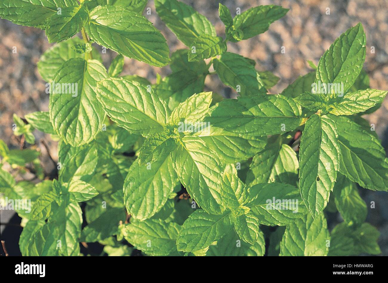 Botany - Lamiaceae. Mint (Mentha Stock Photo - Alamy