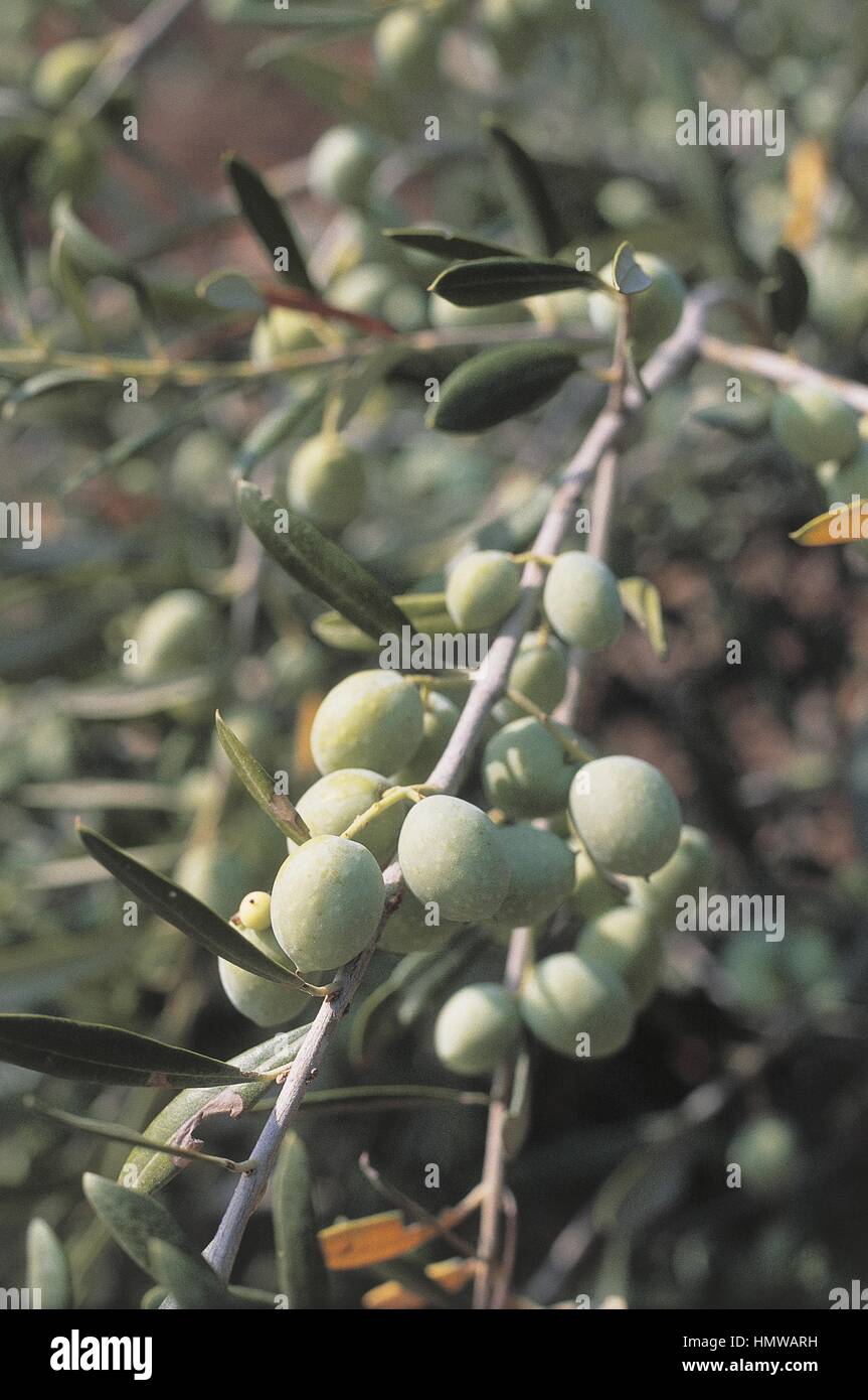 Botany - Trees - Oleaceae. Olive (Olea). Fruits Stock Photo - Alamy
