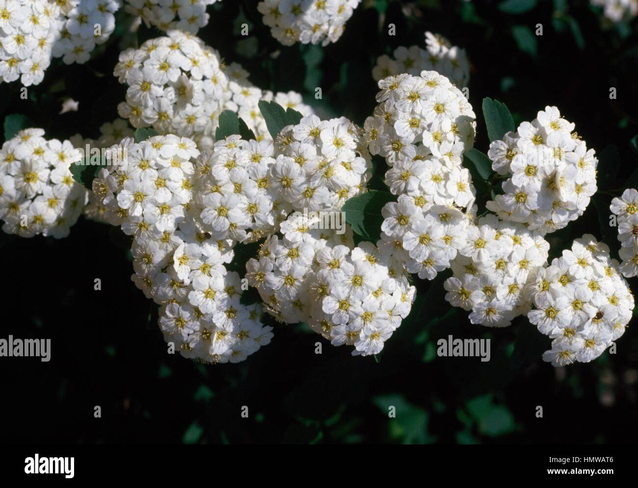 Spiraea Sp High Resolution Stock Photography and Images - Alamy