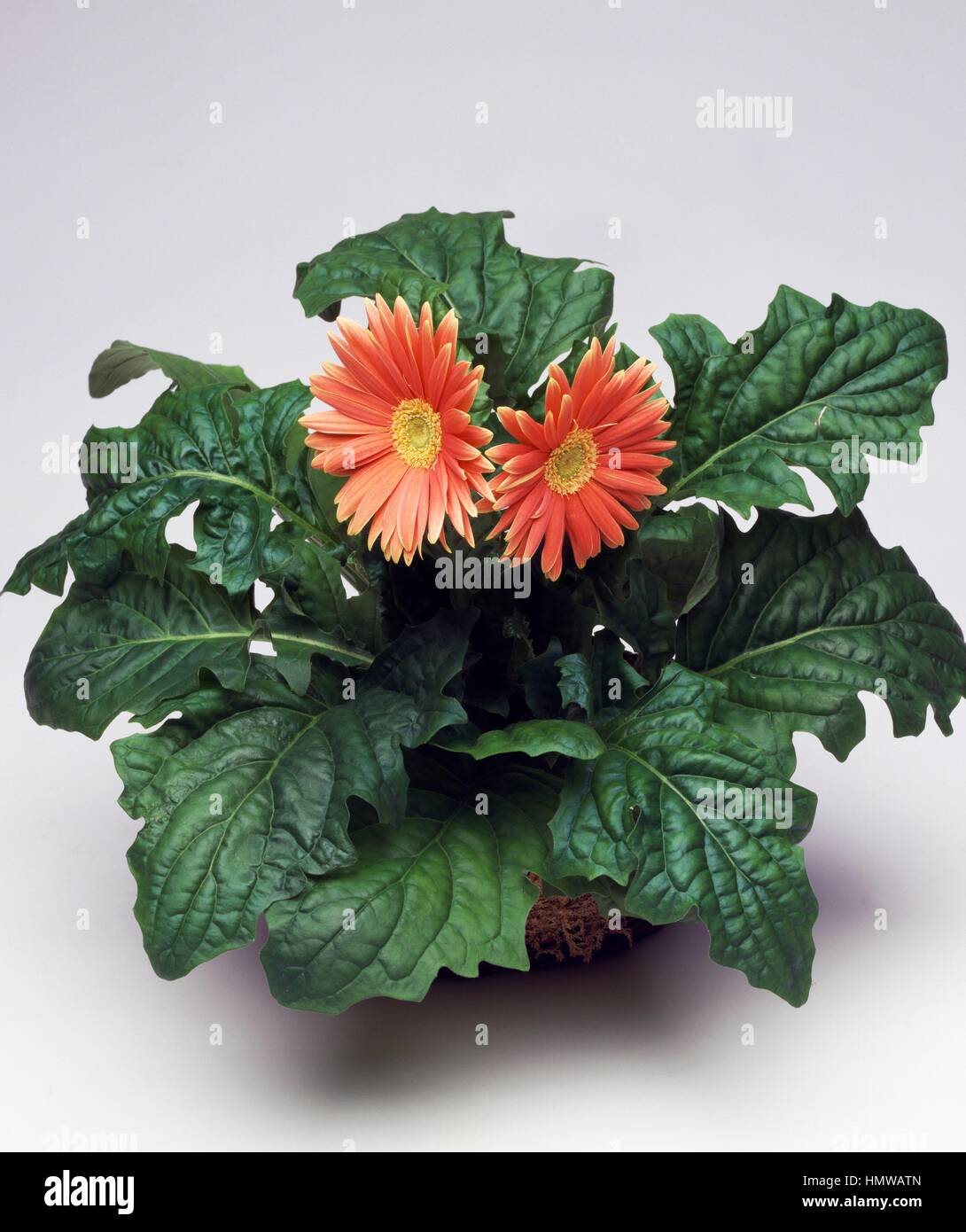Barberton daisy or Transvaal daisy (Gerbera jamesonii), Asteraceae ...