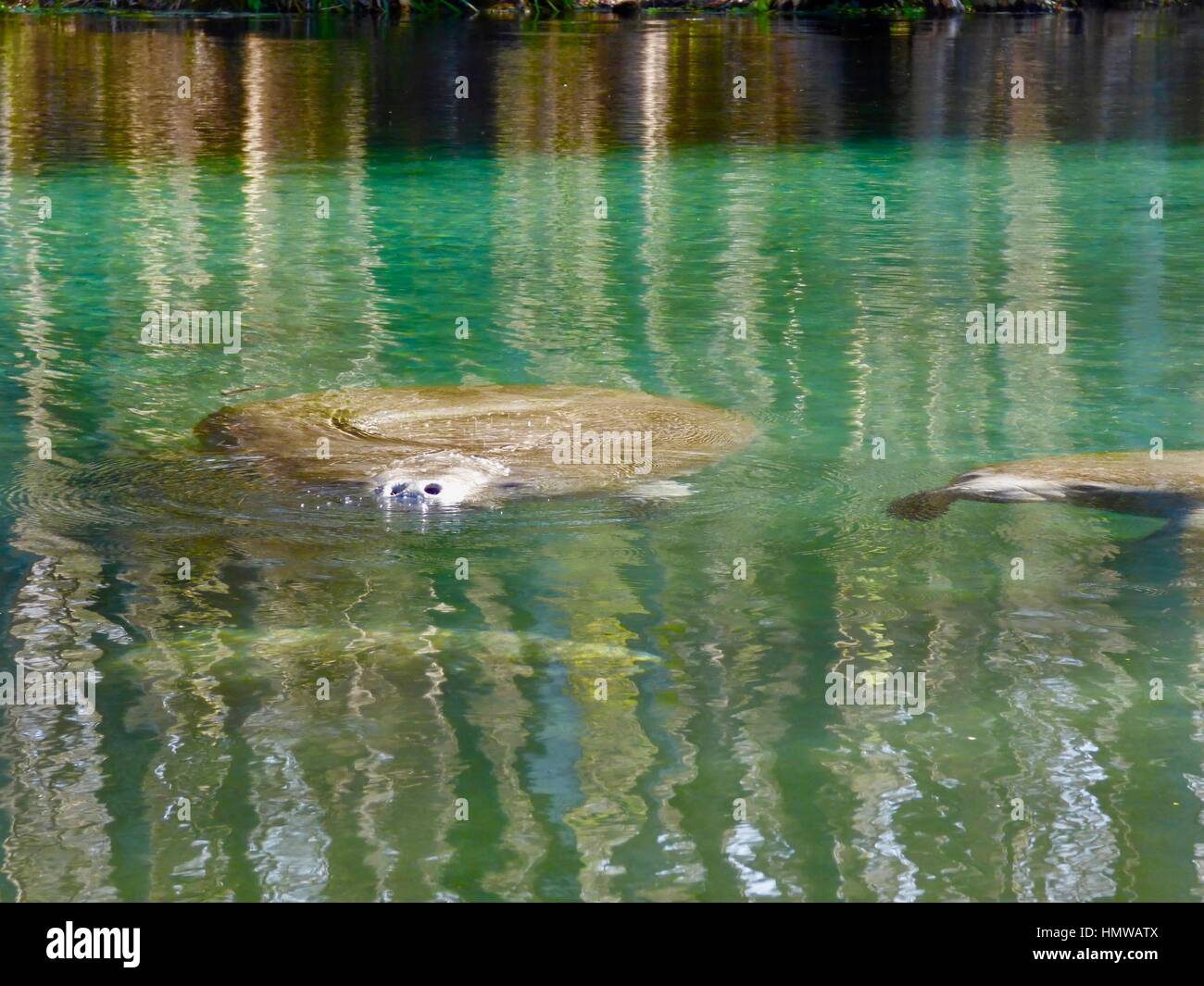 Ichetucknee springs state park hi-res stock photography and images - Alamy