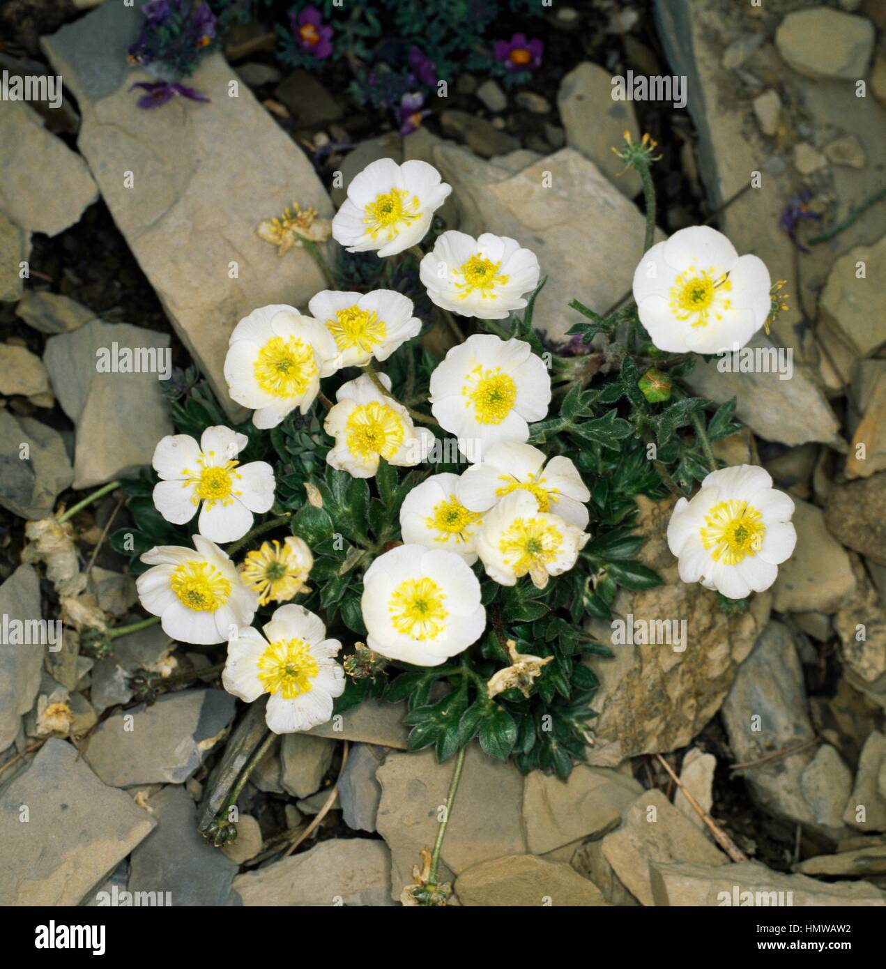 Seguier's Buttercup (Ranunculus seguieri), Ranunculaceae Stock Photo ...