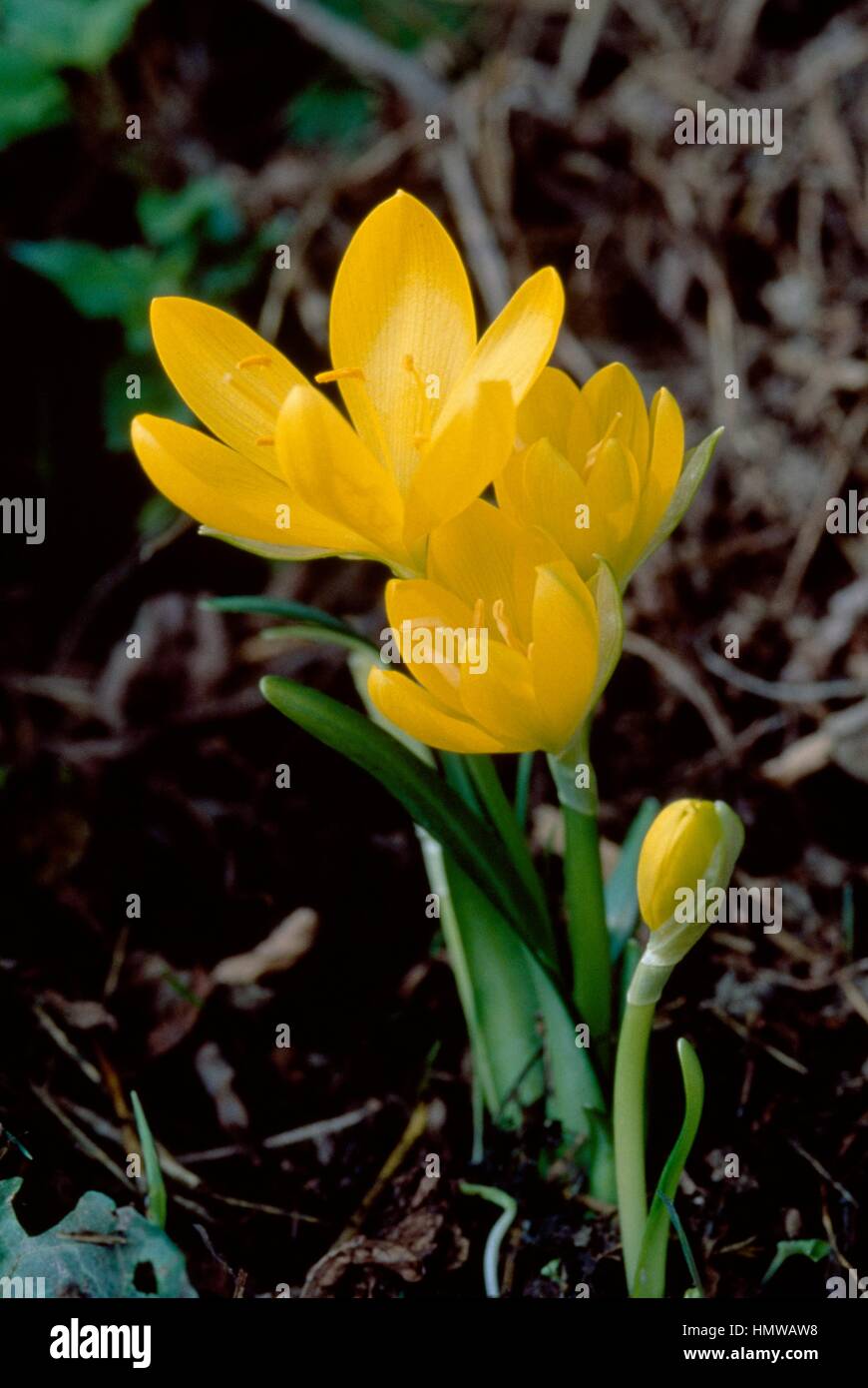 Winter Daffodil (Sternbergia lutea), Amaryllidaceae Stock Photo - Alamy