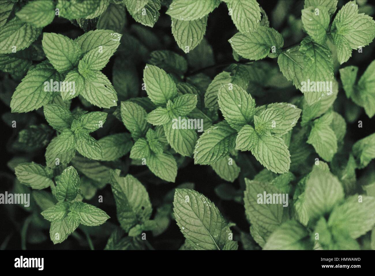 Peppermint (Mentha piperita Stock Photo - Alamy