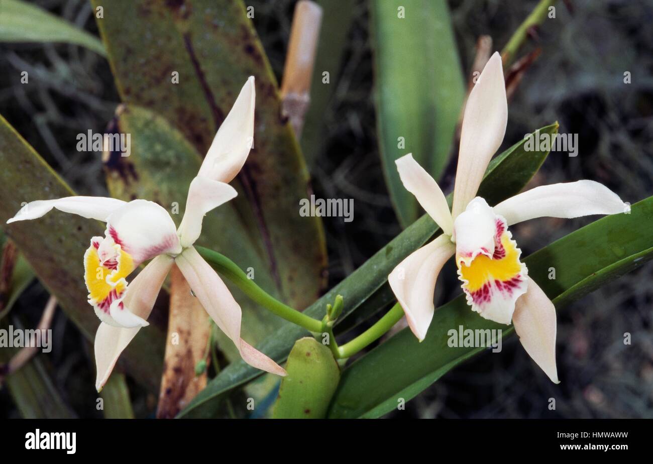 Rainbow-Colored Cattleya Orchid (Cattleya iricolor), Orchidaceae Stock ...