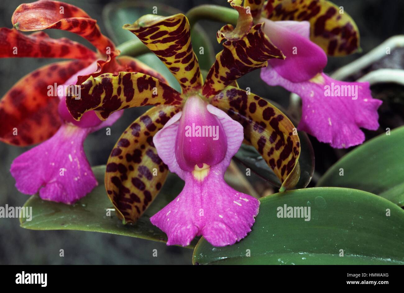 Delicate Violet Orchid (Ionopsis utricularioides), Orchidaceae Stock ...