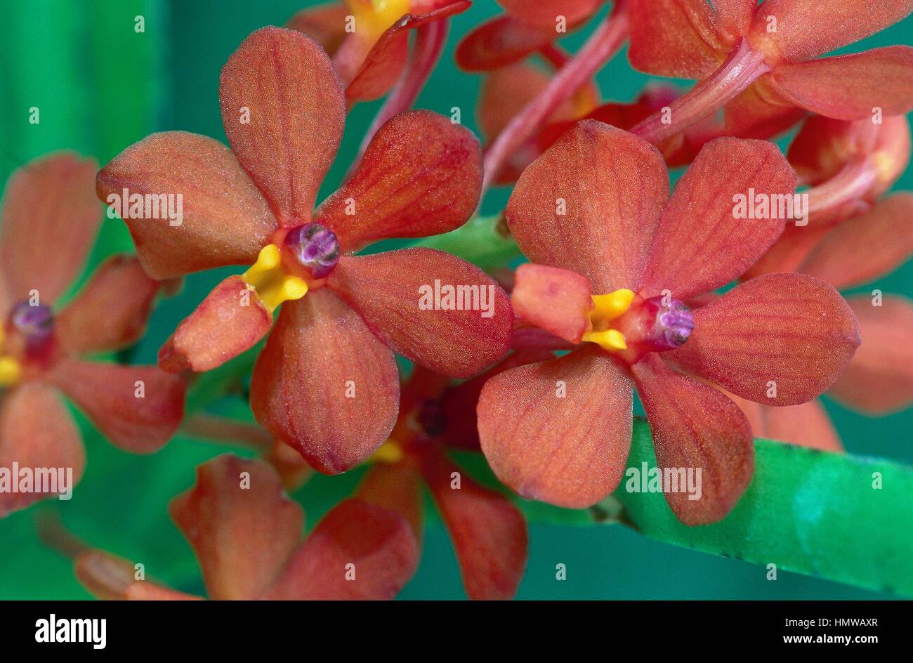 Hybrid of Moth Orchid (Phalaenopsis), Orchidaceae Stock Photo - Alamy
