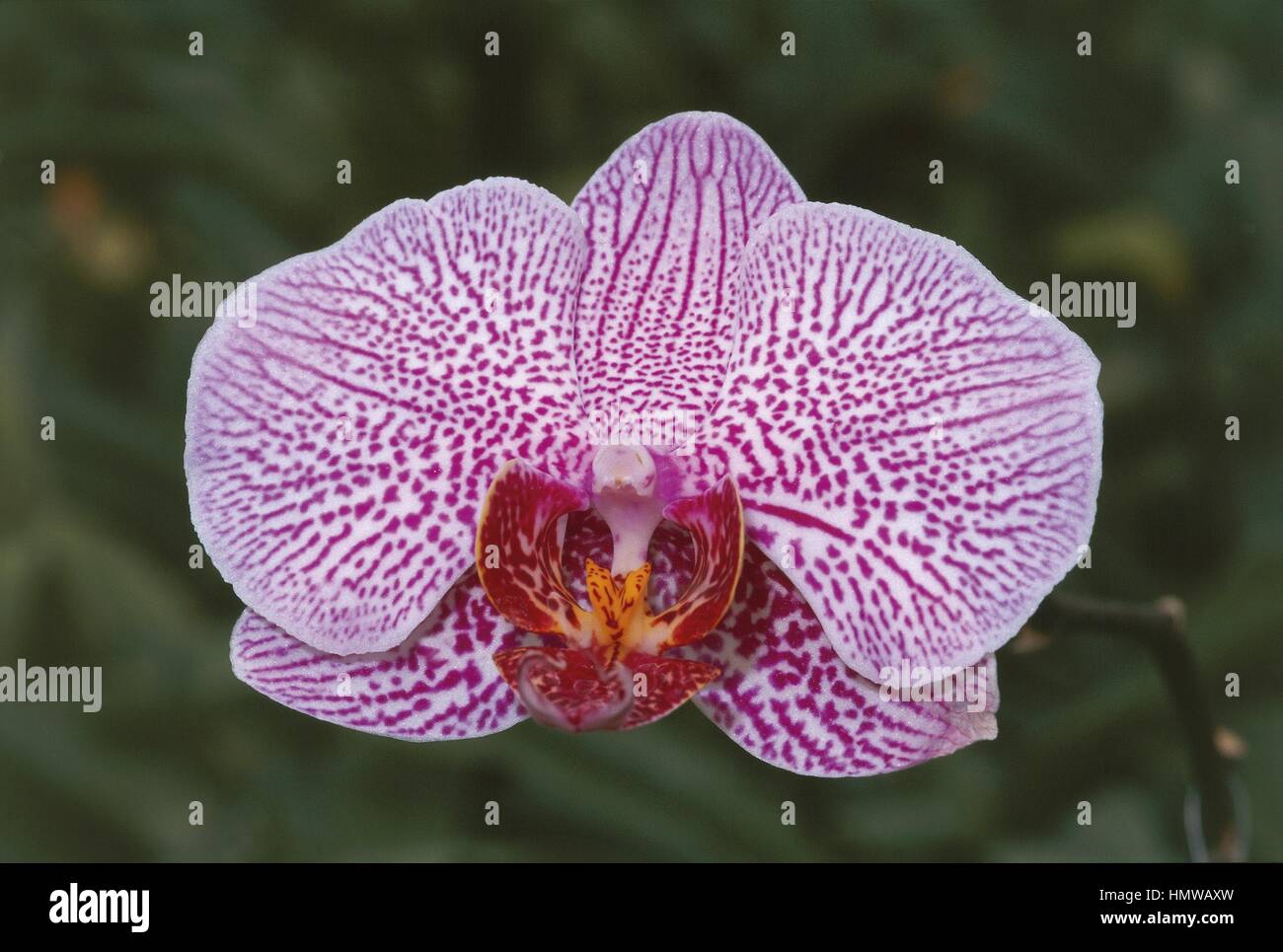 Botany - Orchidaceae. Vanda Stock Photo - Alamy