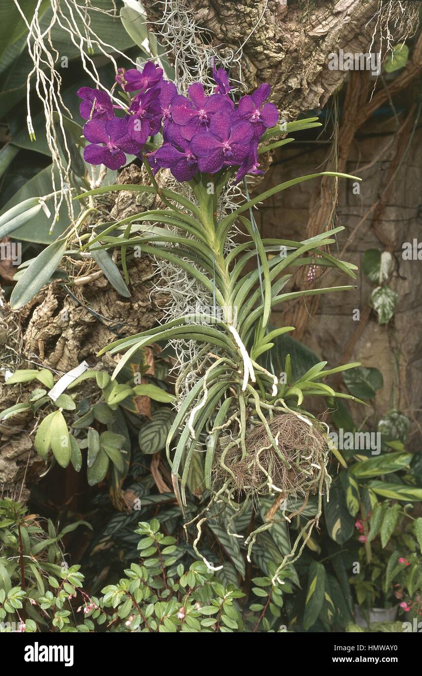 Botany - Orchidaceae. Vanda Stock Photo - Alamy