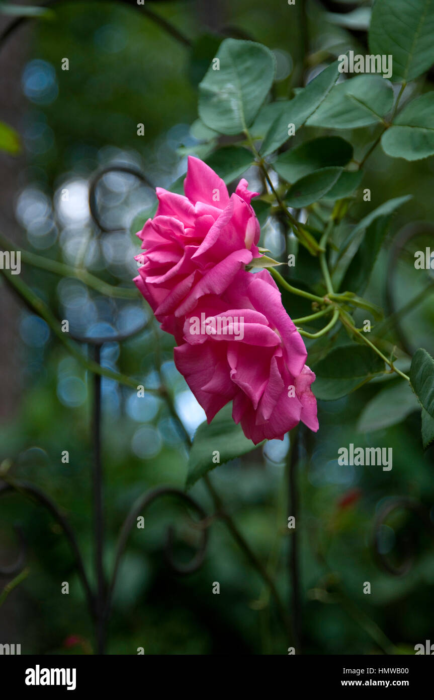 Rose Zephirine Drouhin Stock Photo - Alamy