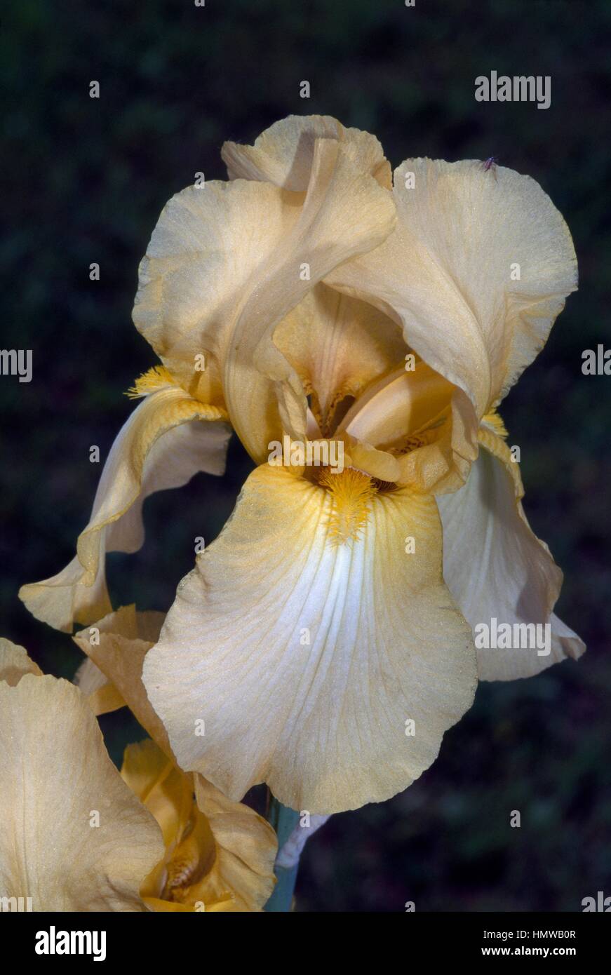 Gold iris flower hi-res stock photography and images - Alamy
