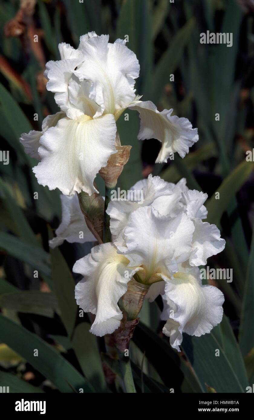 Tall Bearded Iris (Iris Henry Shaw), Iridaceae Stock Photo - Alamy