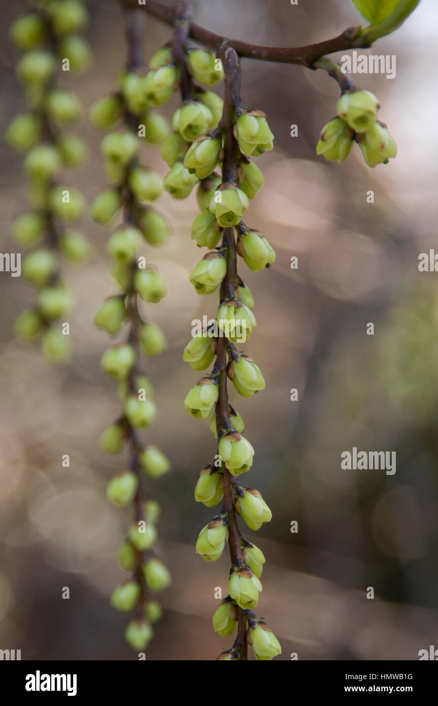 Stachyurus praecox blooms hi-res stock photography and images - Alamy