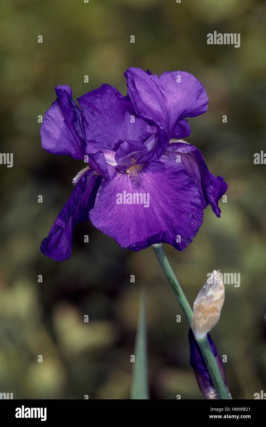 Bearded Iris (Iris Banbury Cross), Iridaceae Stock Photo - Alamy