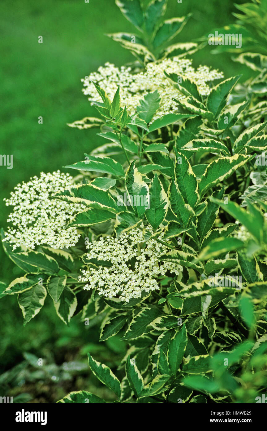 Sambucus flowers hi-res stock photography and images - Alamy