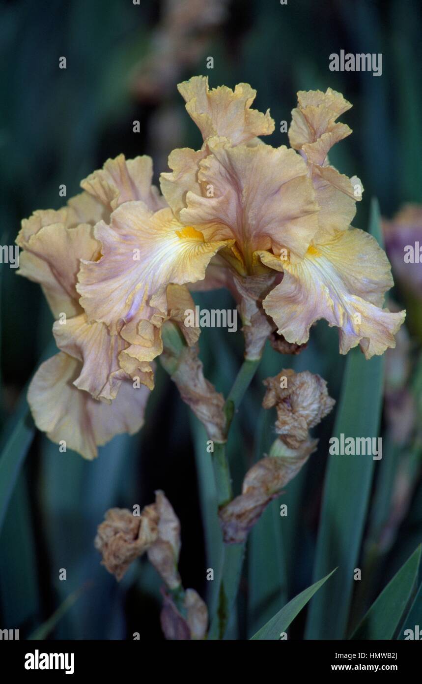 Bearded Iris (Iris Sheer Poetry), Iridaceae Stock Photo - Alamy