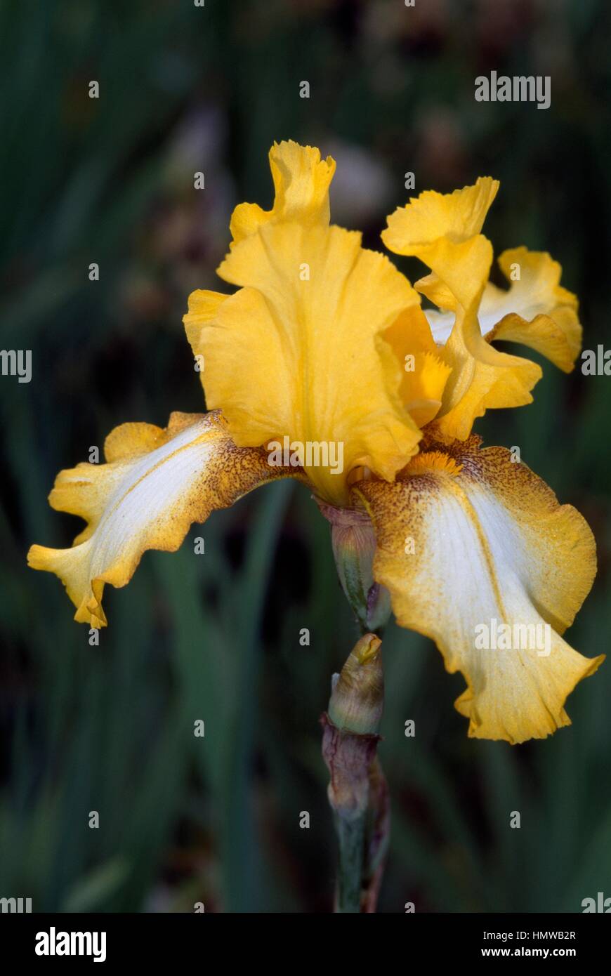 Bearded Iris (Iris Radiant Apogee), Iridaceae Stock Photo - Alamy