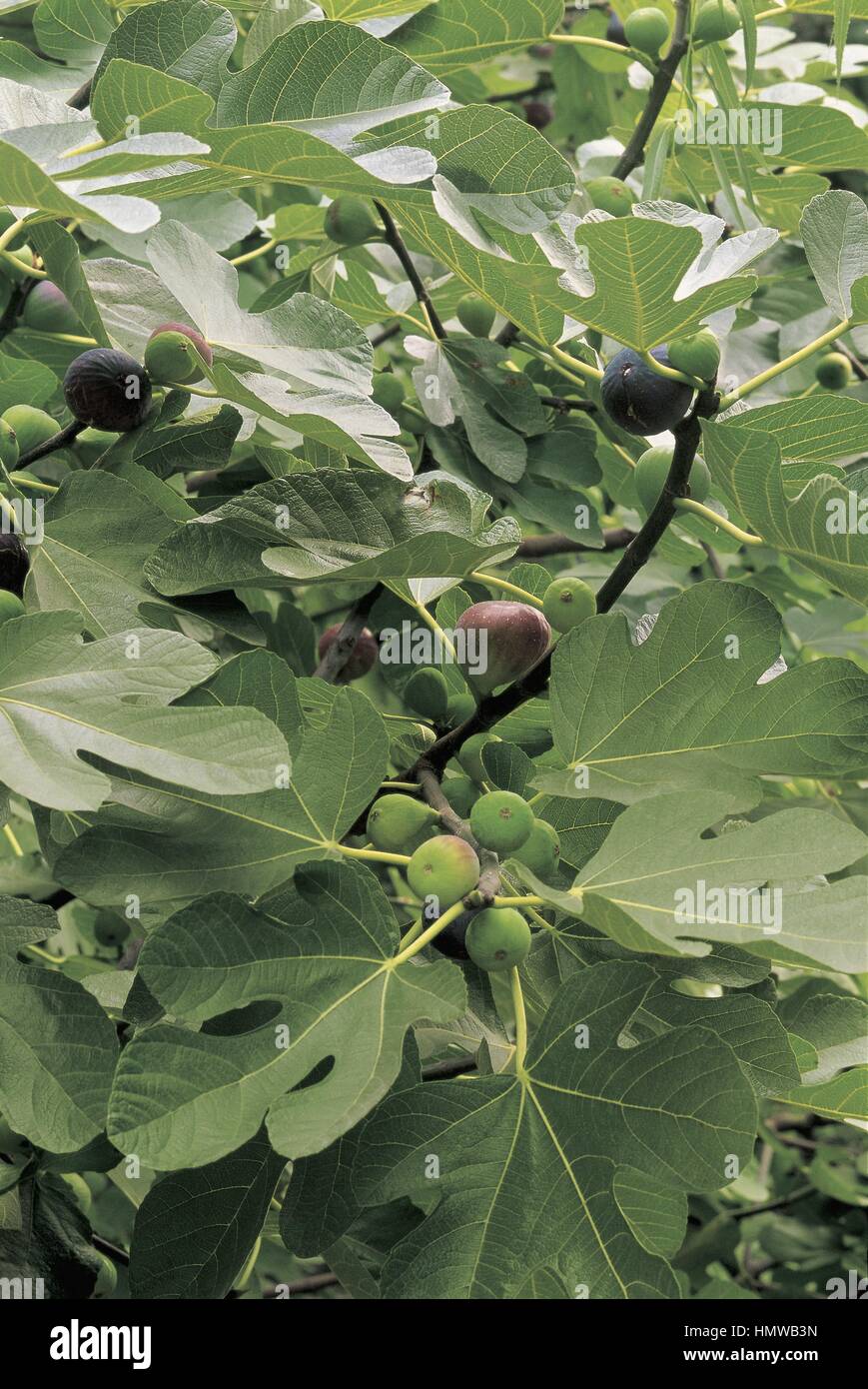 Botany - Moraceae. Edible fig (Ficus carica Stock Photo - Alamy