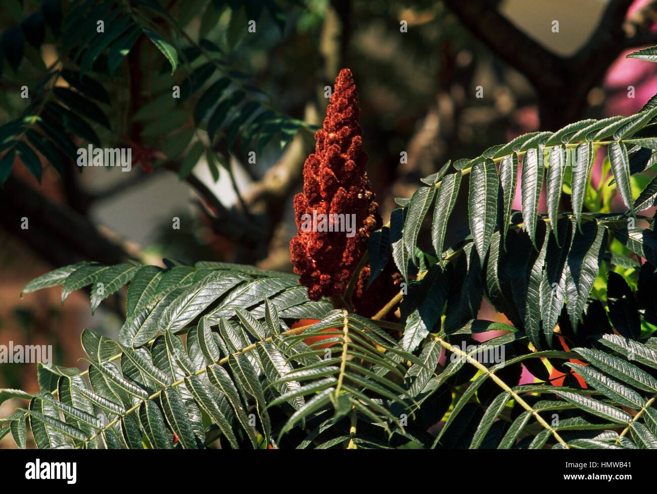 Smooth Sumac (Rhus glabra), Anacardiaceae Stock Photo - Alamy