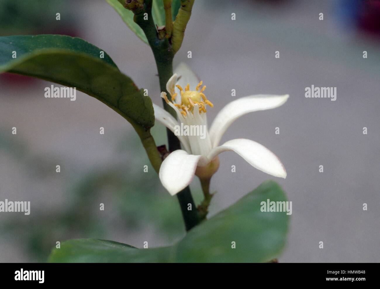 Lemon flower (Citrus limon), Rutaceae Stock Photo - Alamy