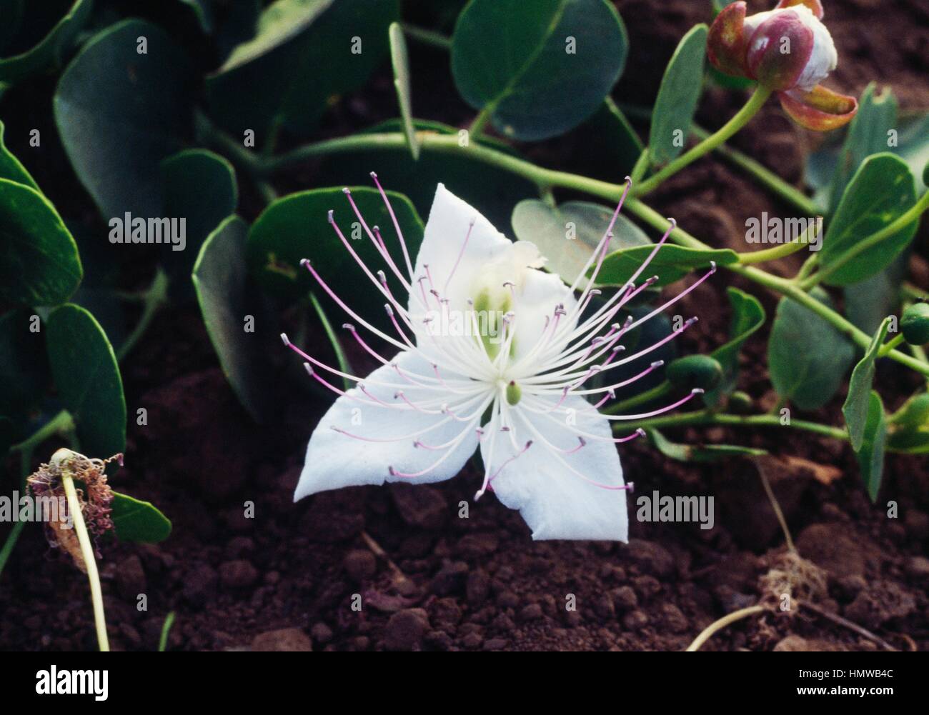 Caper bush or Flinders rose (Capparis spinosa), Capparidaceae Stock ...